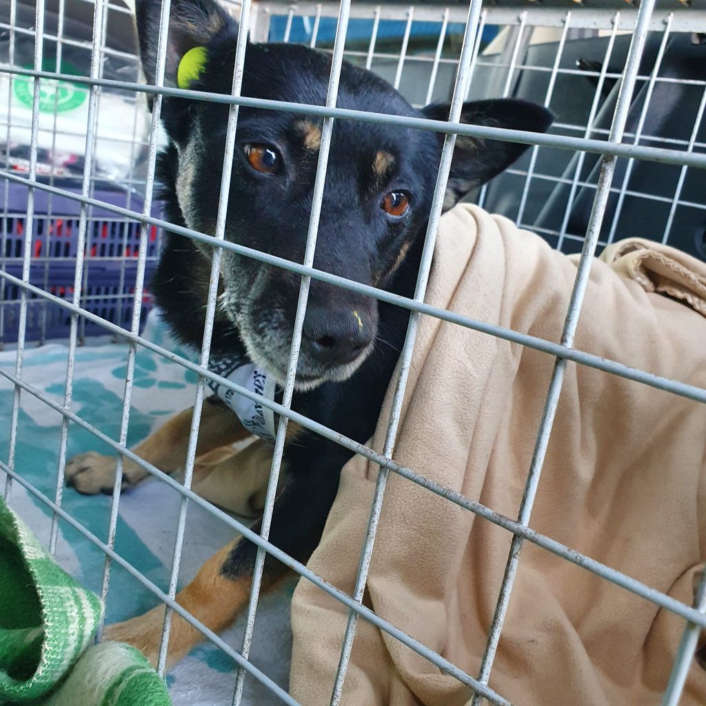 Animal Evacuations Explained - Nova Ukraine